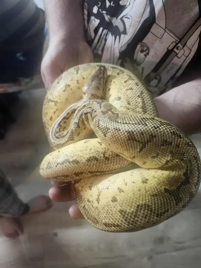 Python Royal mâle | Reptiles & Amphibians for Rehoming | Québec City ...