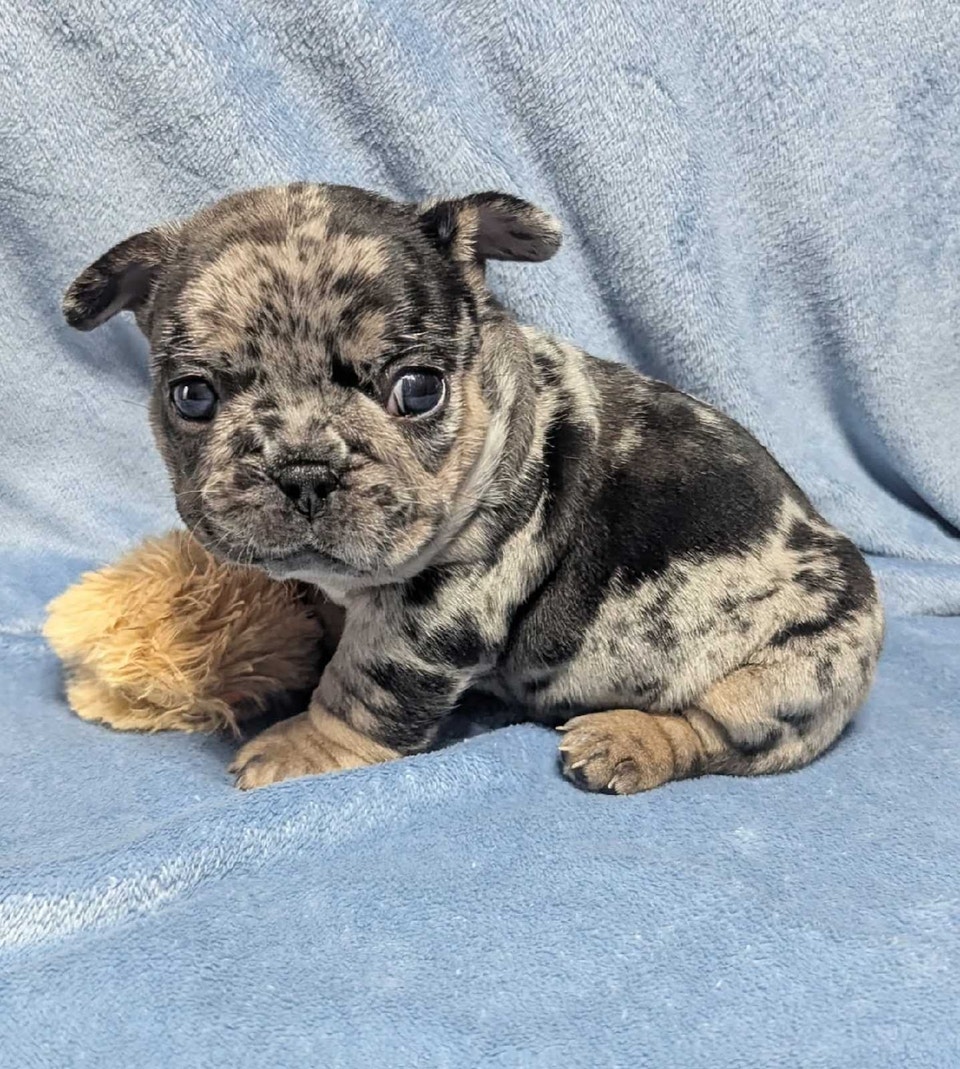 Old English bulldog & french bulldog Available | Dogs & Puppies for ...