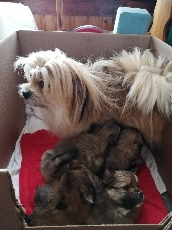 Petite Adorable "La Pom Pups" for Adoption | Dogs & Puppies for ...