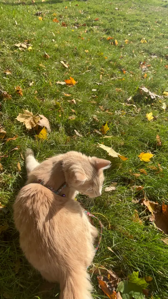 Kitten for sale | Cats & Kittens for Rehoming | City of Halifax | Free ...