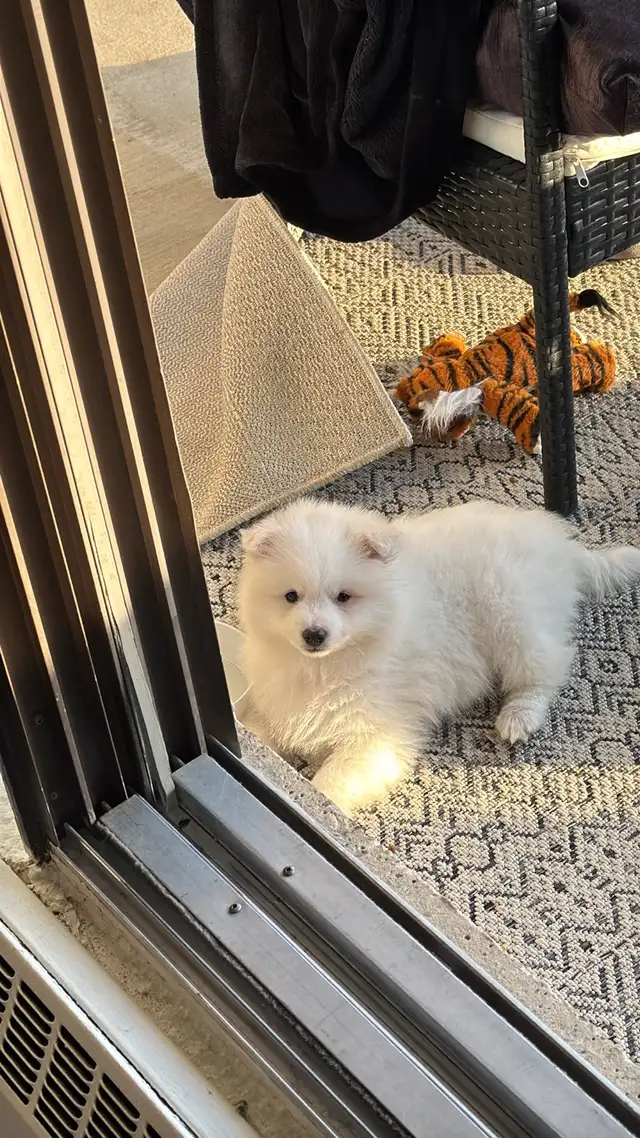 American Eskimo puppy | Dogs & Puppies for Rehoming | Edmonton | Free ...