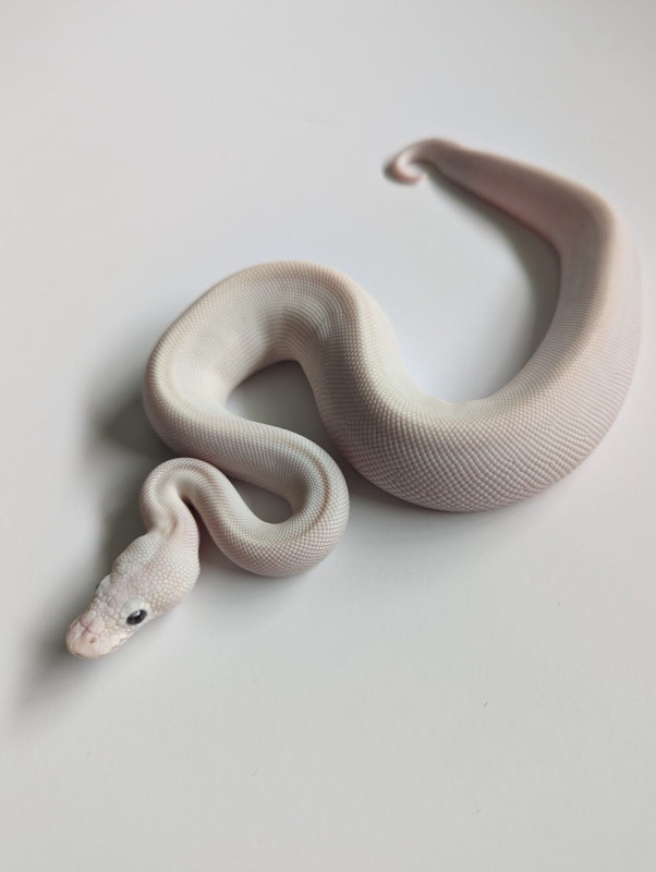 Ball Pythons From Reptile Crazy Tons Of Morphs!!! | Reptiles ...