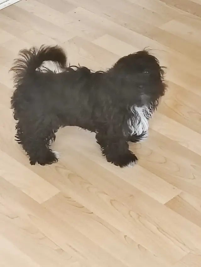 Shorkie mix puppies ( 2 male Left) . | Dogs & Puppies for Rehoming ...