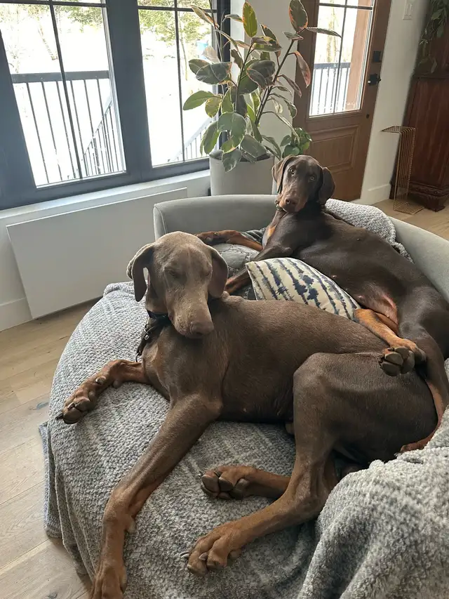 chiots doberman puppies - fauve/fawn (isabella) | Dogs & Puppies for ...