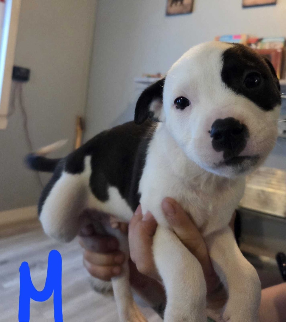 Husky croisé | Dogs & Puppies for Rehoming | Québec City | Free local ...