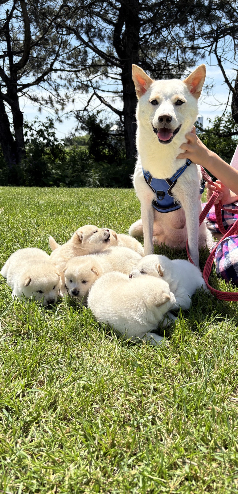 Chiots Shiba Inu puppies!! Pure race!! Micro pucé | Dogs & Puppies for ...