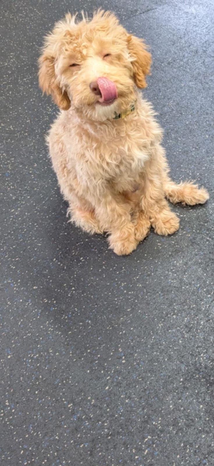 Toy Poodle to rehome to a good home. Free | Dogs & Puppies for Rehoming ...