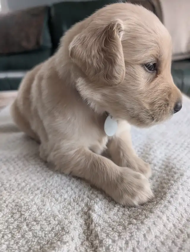 Chiots Golden retriever blancs | Dogs & Puppies for Rehoming ...