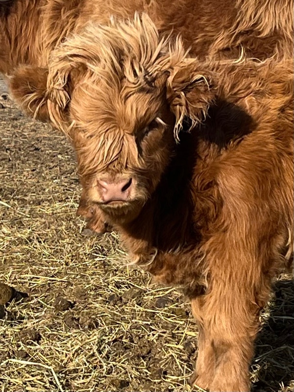 3 Year Old Highland Cow and Heifer Calf for sale | Livestock | Regina ...