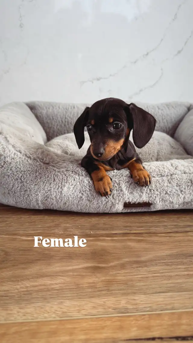 Miniature Dachshund pups | Dogs & Puppies for Rehoming | Winnipeg ...