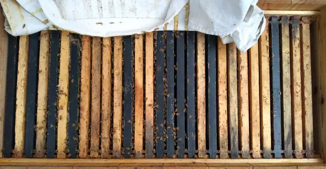Premium 30-Frame Red Cedar Long Horizontal Bee Hives $500 each ...