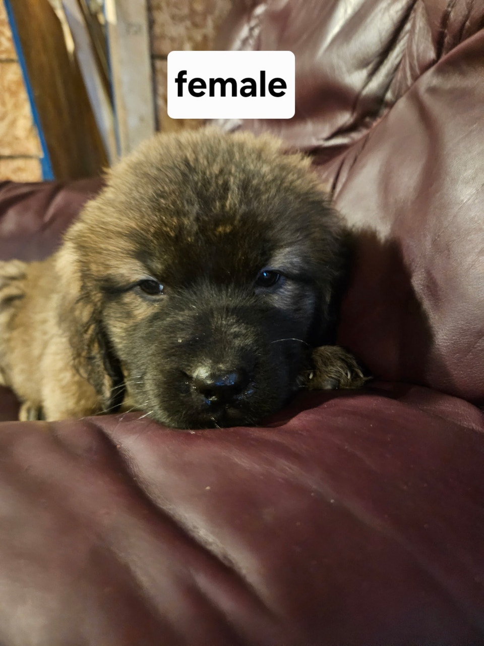 Saint Bernard/newfoundlander puppies | Dogs & Puppies for Rehoming ...