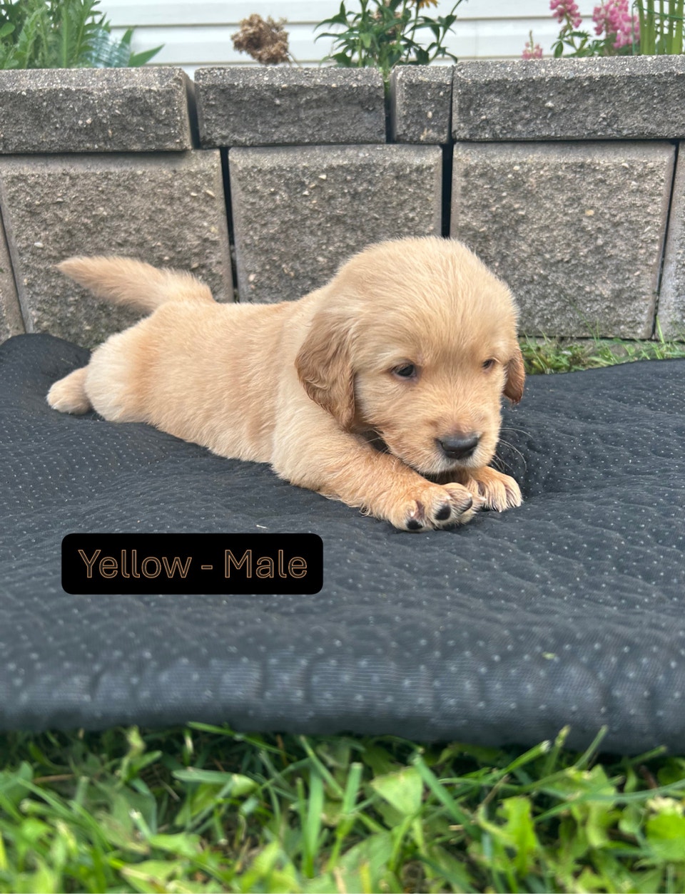Beautiful Golden Retriever Pups***All Pups Reserved | Dogs & Puppies ...