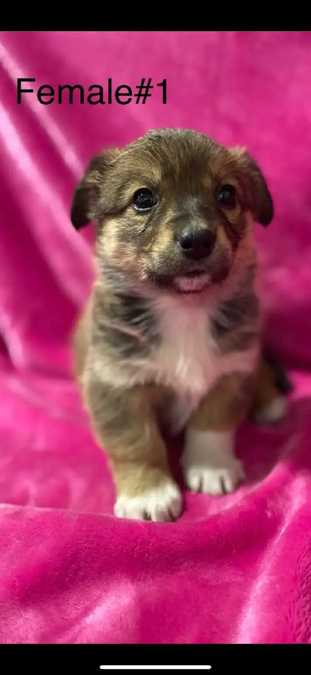 Borgi Puppies For Sale! | Dogs & Puppies for Rehoming | Edmonton | Free ...