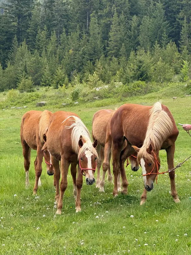 4 yearling draft X | Horses & Ponies for Rehoming | Quesnel | Free ...