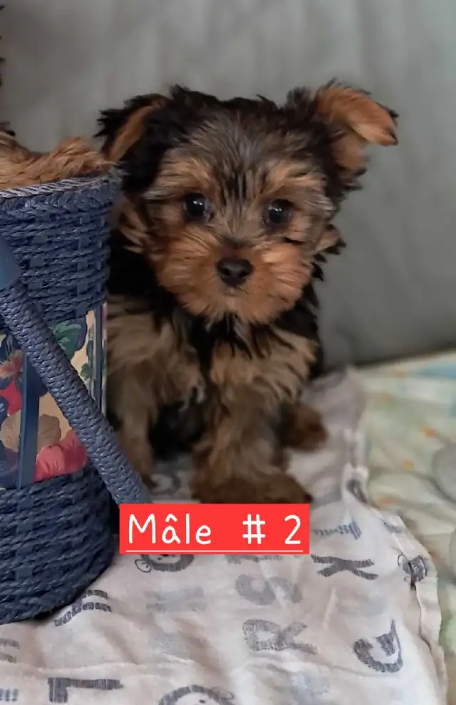 CHIOTS YORKSHIRE À VENDRE | Dogs & Puppies for Rehoming | Gatineau ...