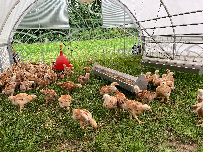 Pasture Raised Chicken and Grassfed Beef | Livestock | Oakville ...