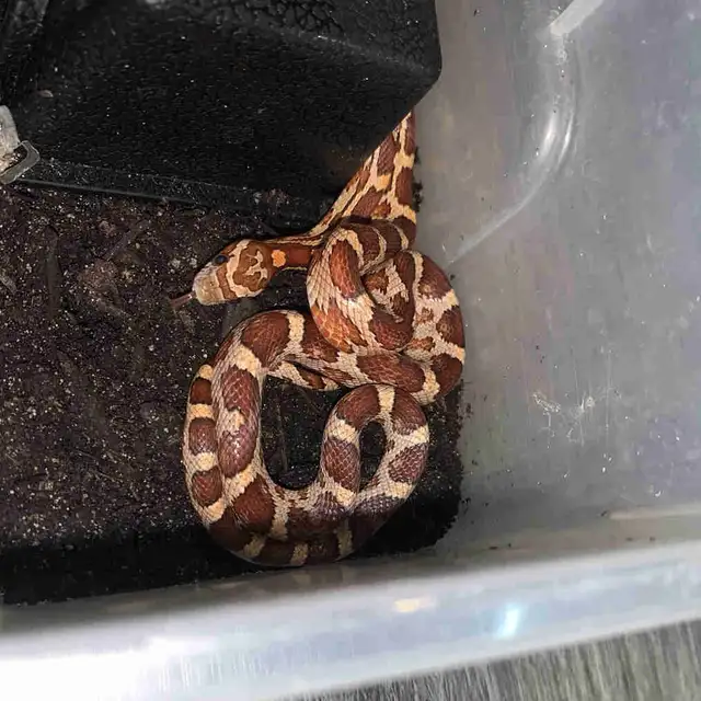 Masque het Motley Hypo + corn snake | Reptiles & Amphibians for ...