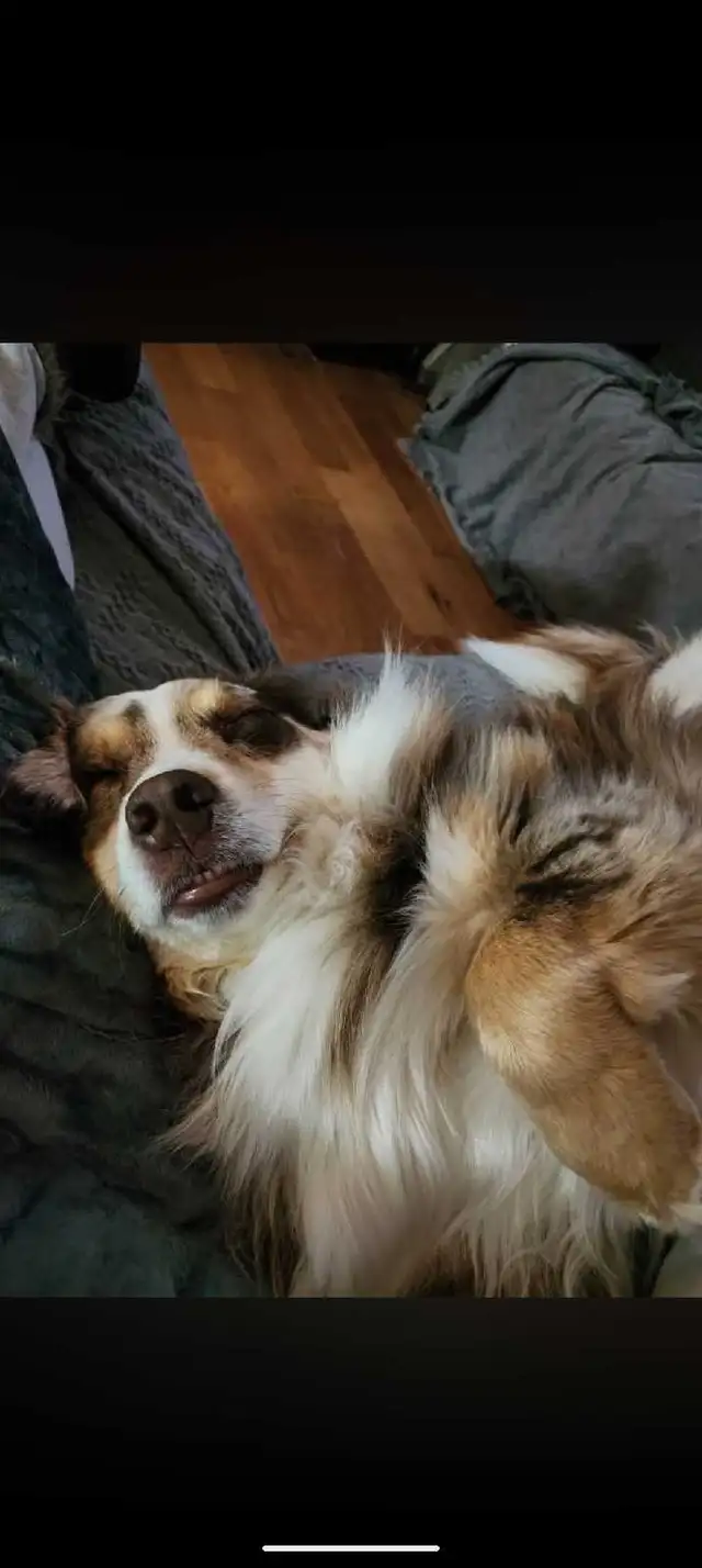 5yr Australian Shepherd Female - Low energy loving home | Dogs ...