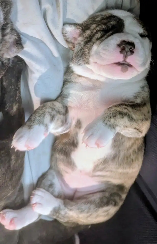 Unique One of A Kind! Miniature Terrier Type Puppies 3F/1M | Dogs ...