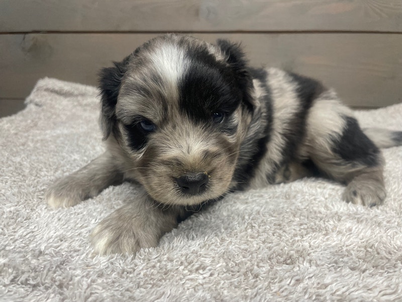 Mini Australian Shepherd puppies | Dogs & Puppies for Rehoming ...