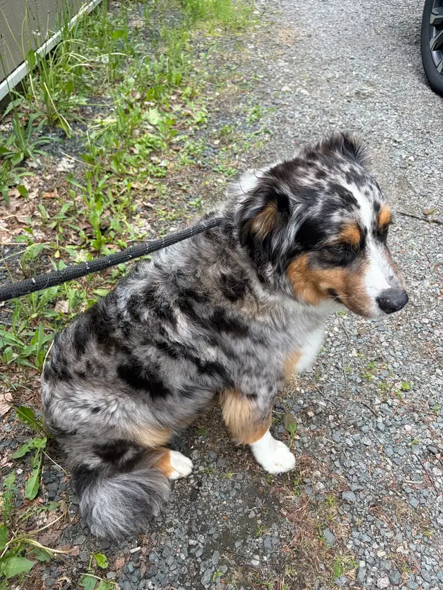 Australian shepherd blue Merle 10months | Dogs & Puppies for Rehoming ...