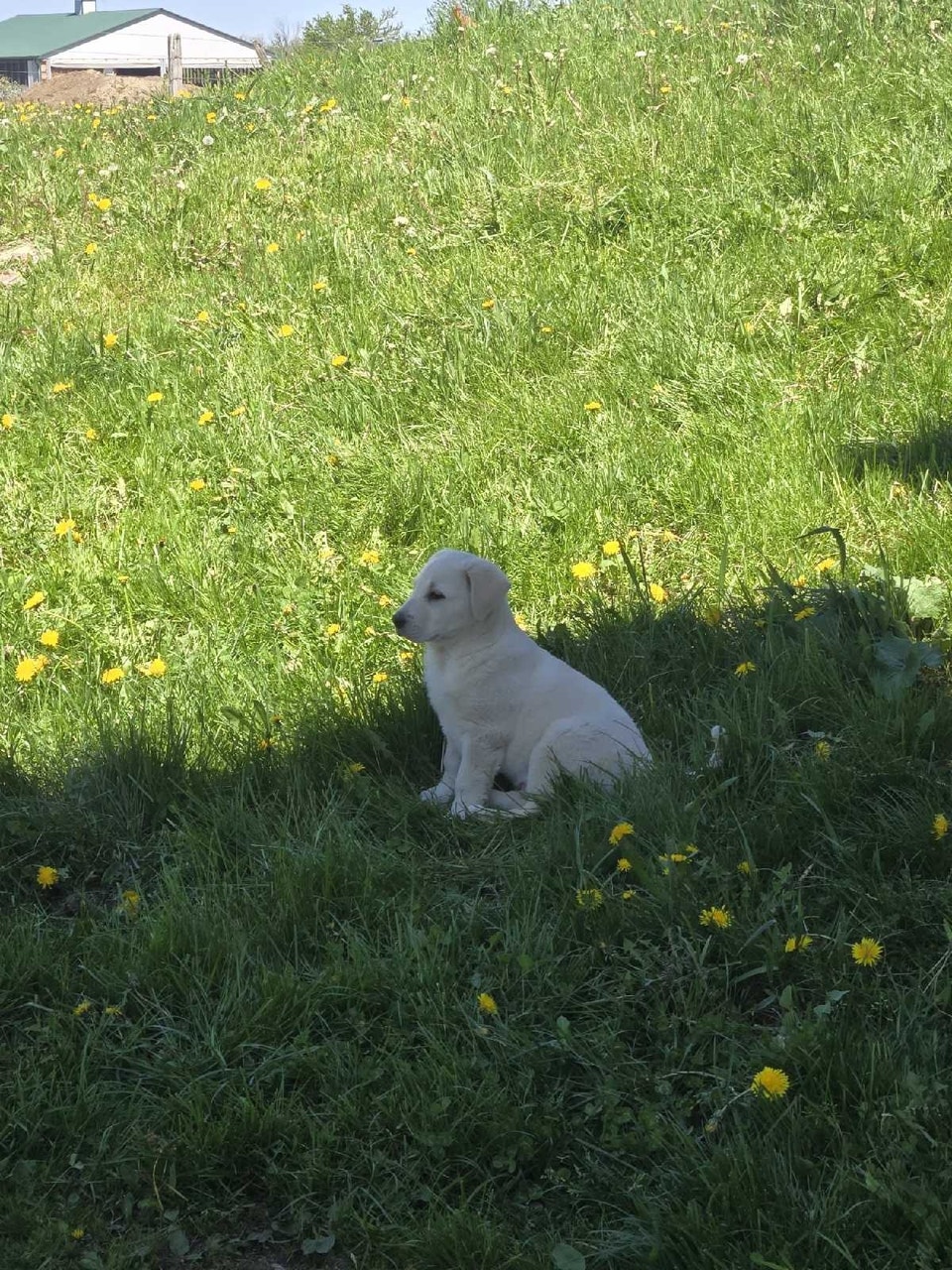 Golden retriever mix | Dogs & Puppies for Rehoming | Kitchener ...