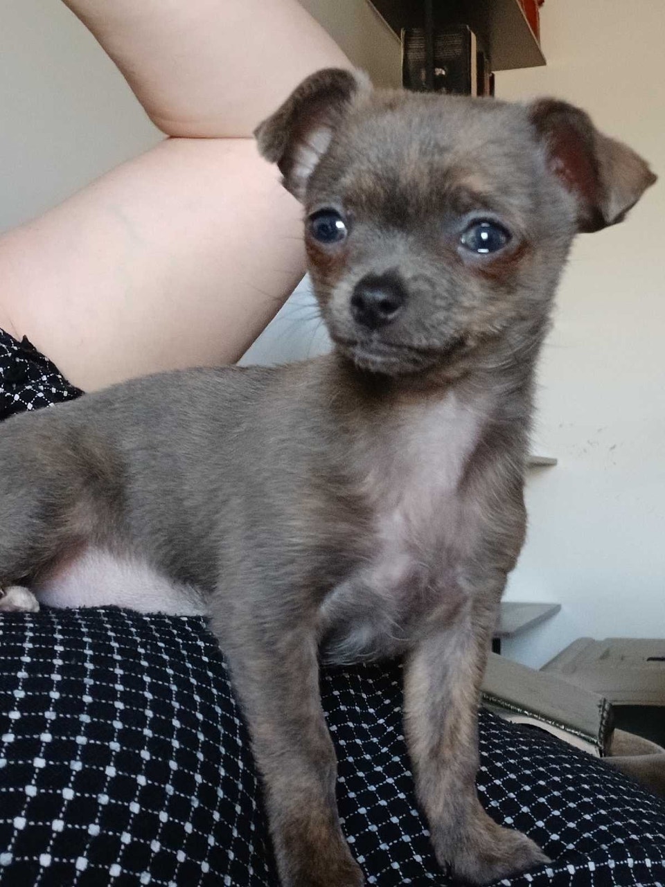 Chihuahua Female Puppy | Dogs & Puppies for Rehoming | Edmonton | Free ...