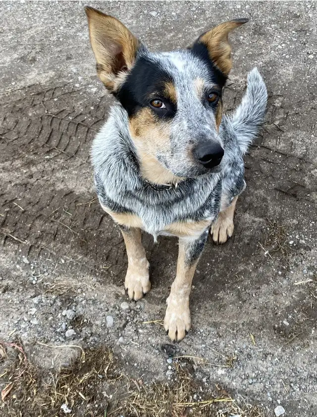 Gorgeous Red Heeler Puppy (undated Jan 12/26) | Dogs & Puppies for ...