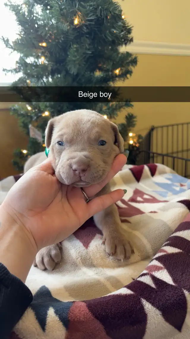 black lab cane corso puppies | Dogs & Puppies for Rehoming | Truro ...