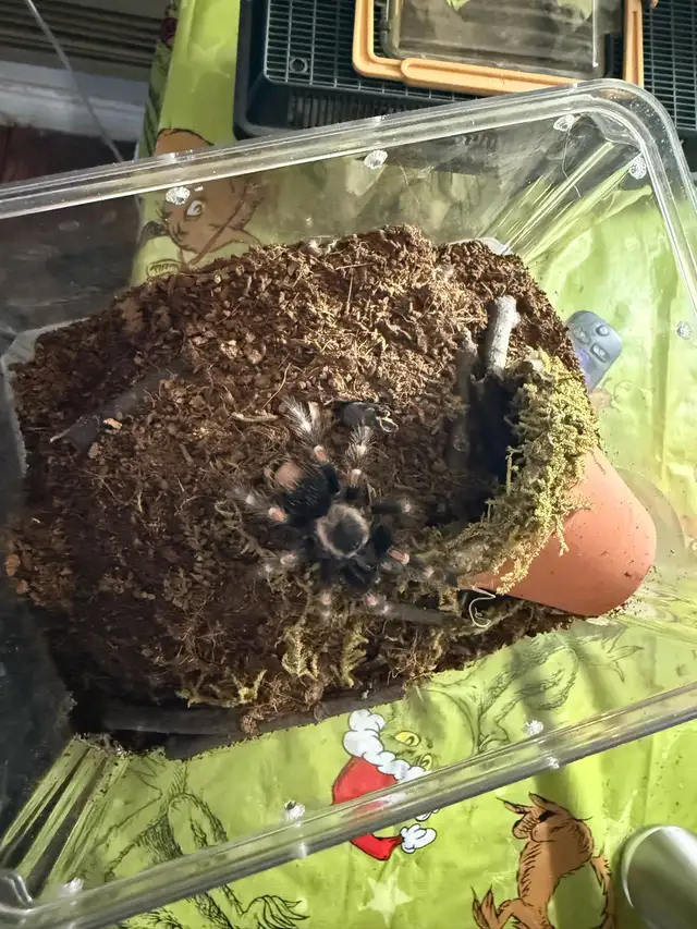 Brachypelma Auratum Tarantula’s | Reptiles & Amphibians for Rehoming ...