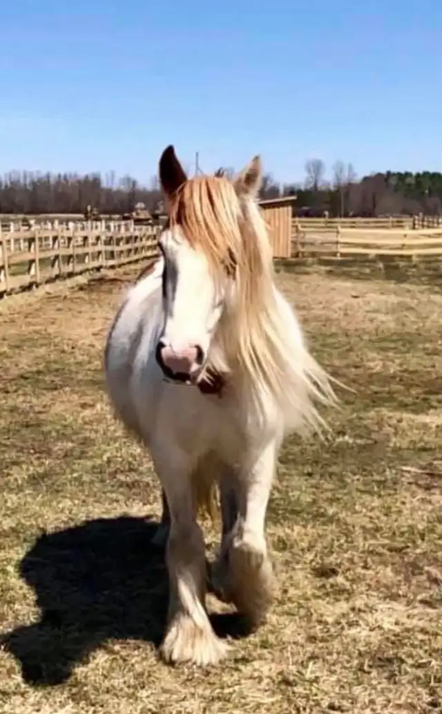 Gypsy Vanner Mare Bred Broke for Riding and Driving 15.1HH | Horses ...