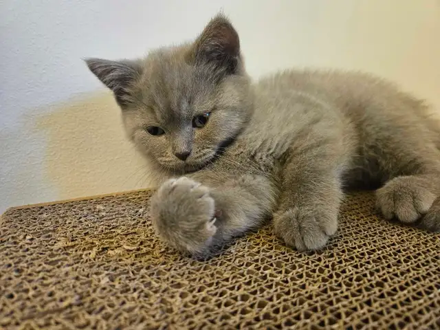 Scottish Straight Purebred Female | Cats & Kittens for Rehoming ...