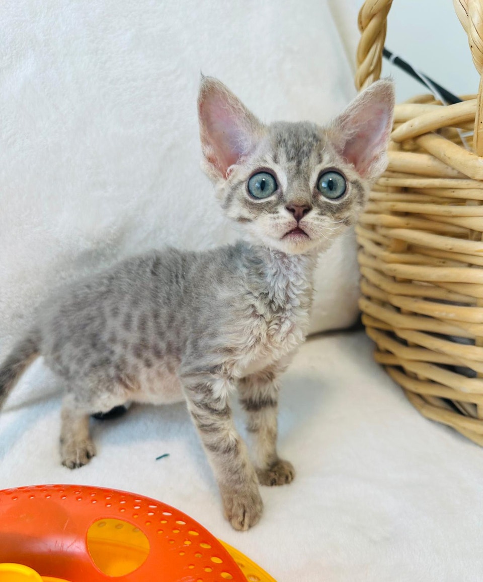 Devon Kittens Super Sale | Cats & Kittens for Rehoming | City of ...