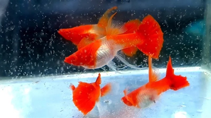 Koi Red Shark Fins Guppy and Red Dragon Guppys | Fish for Rehoming ...