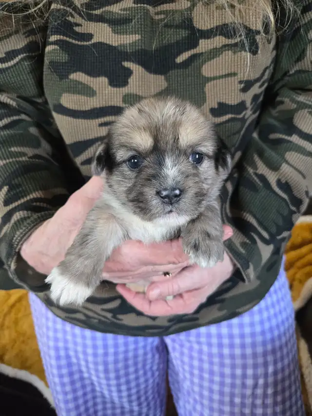 Shorkie pups | Dogs & Puppies for Rehoming | Cape Breton | Free local ...