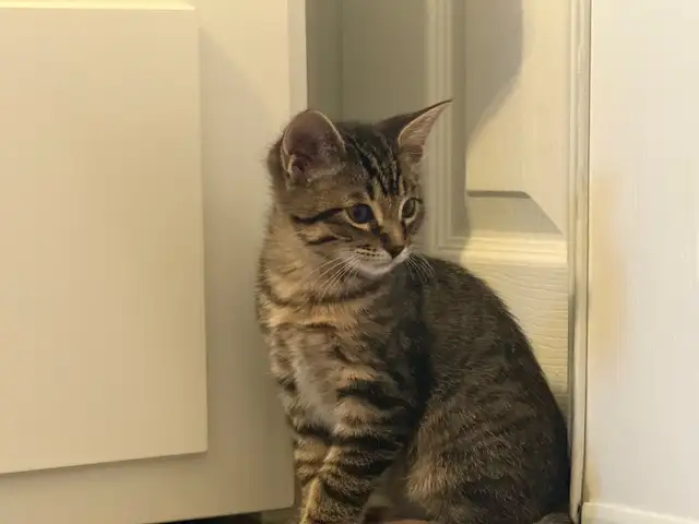 Friendly kitten with food litter box and bed | Cats & Kittens for ...