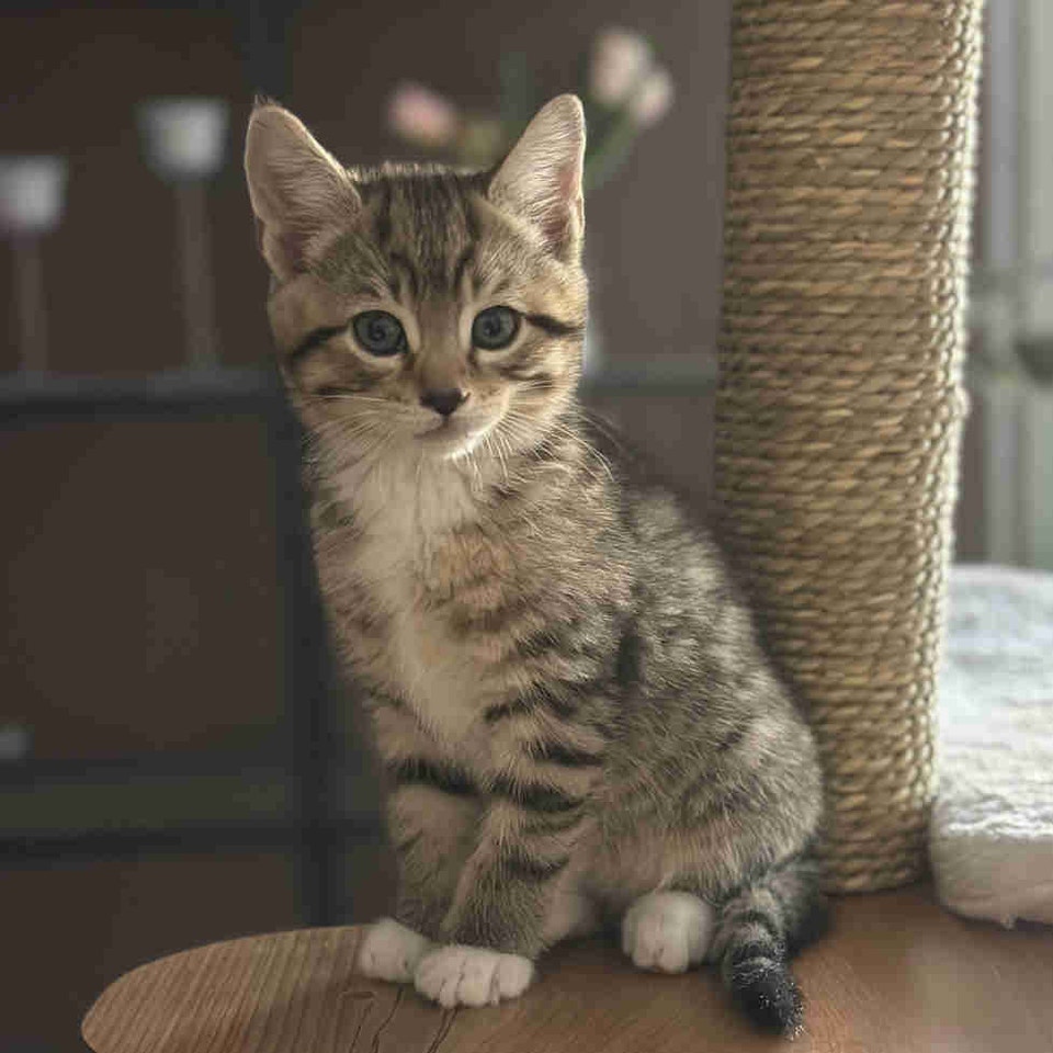 Playful Kitten – Almost 2 Months Old, Litter Trained | Cats & Kittens ...