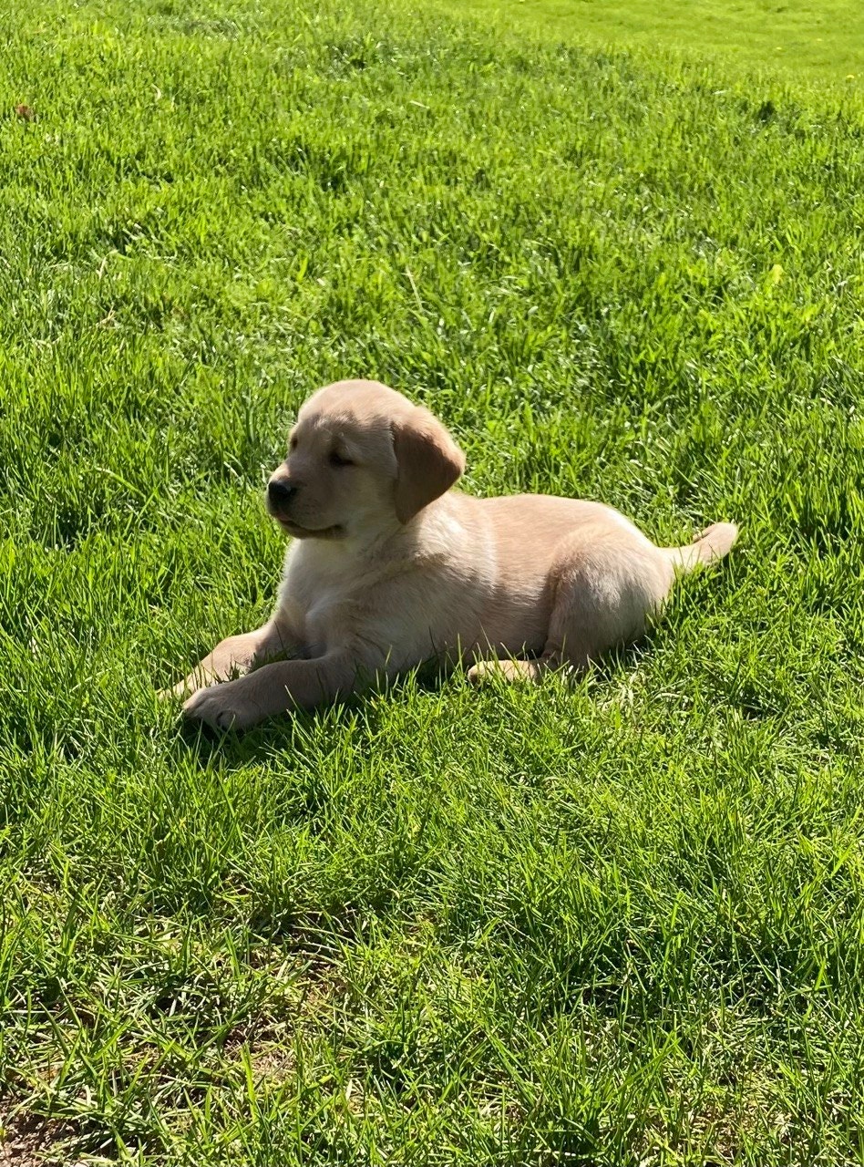Lab / Retriever Puppies | Dogs & Puppies for Rehoming | Kitchener ...