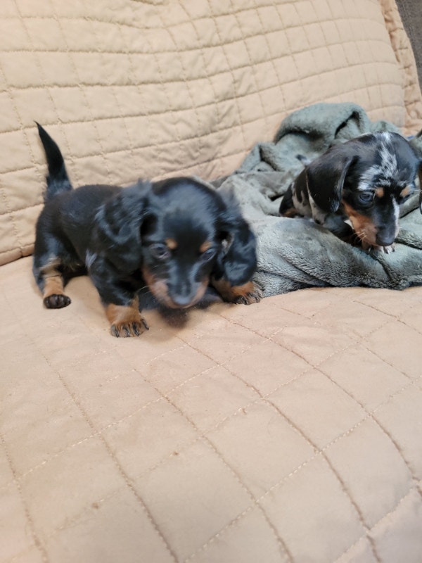 Long haired mini doxie - wallstreetnored