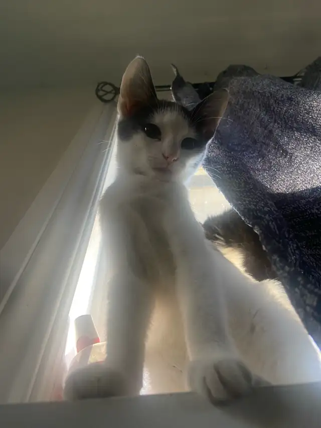 2 Female kittens | Cats & Kittens for Rehoming | Kingston | Free local ...