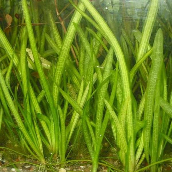 Aquarium plants- Jungle Val Vallisneria. Jungle Val. | Fish for ...