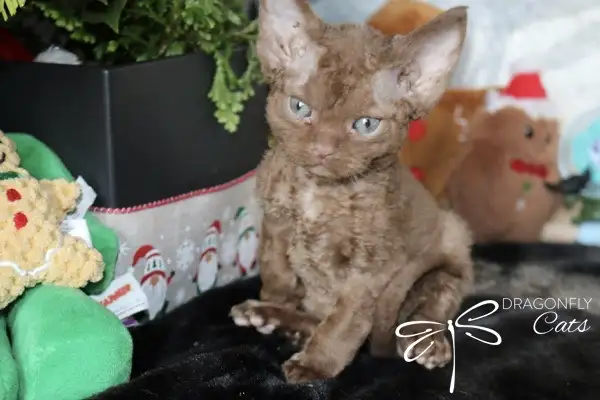 chaton Devon Rex /Devon Rex kitten | Cats & Kittens for Rehoming ...