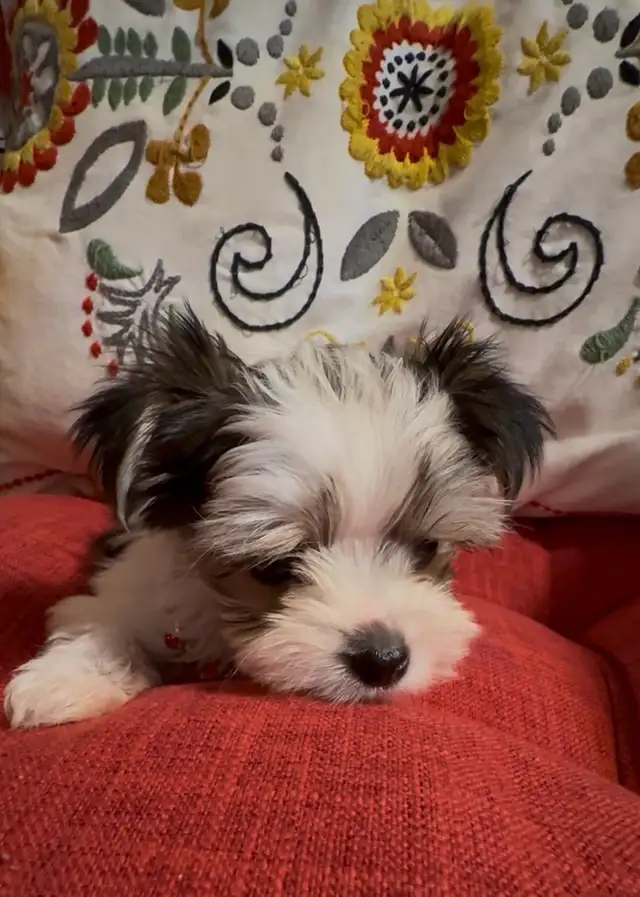 Chiot mâle Mini petit Morkie Biewer ( Bichon/ Yorkshire Biewer) | Dogs ...