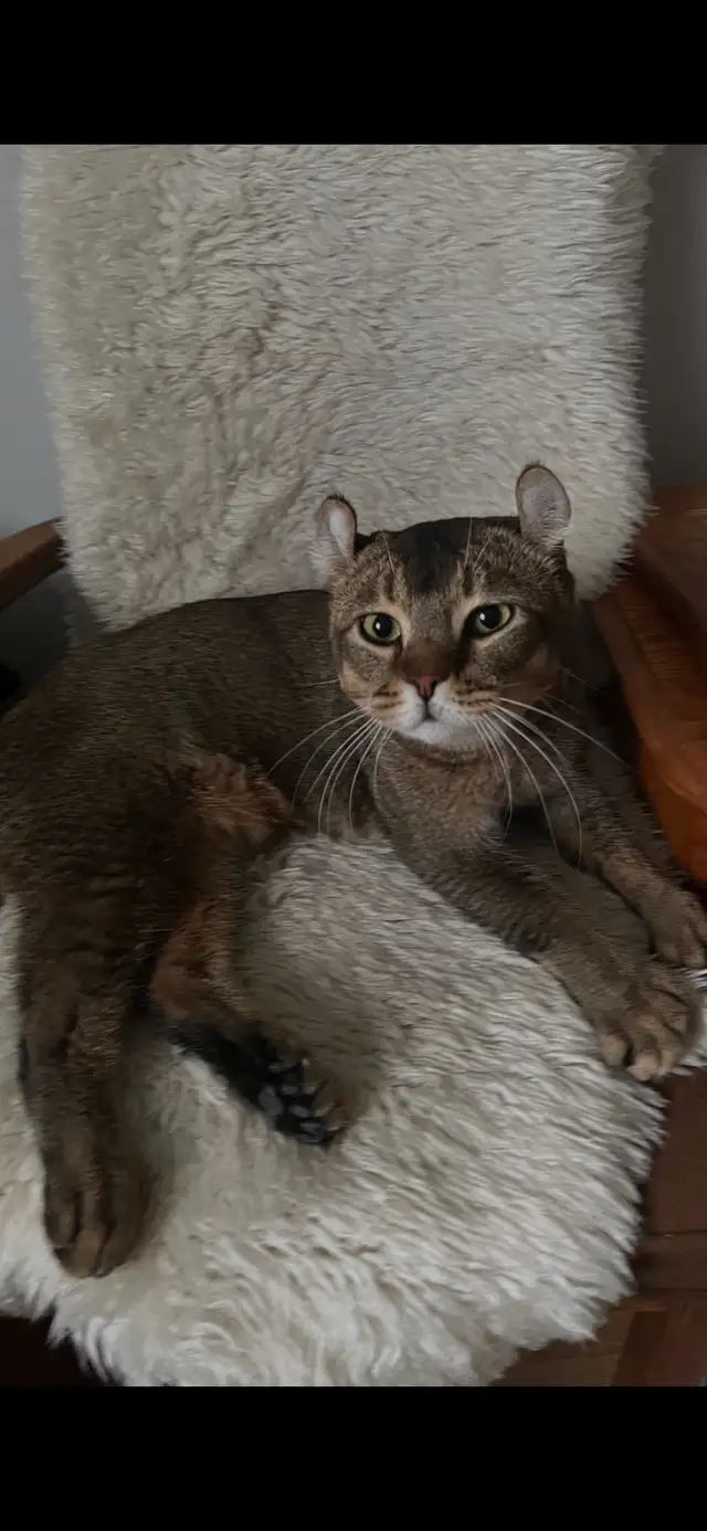 Highland Lynx mâle stérilisé | Cats & Kittens for Rehoming | Sherbrooke ...