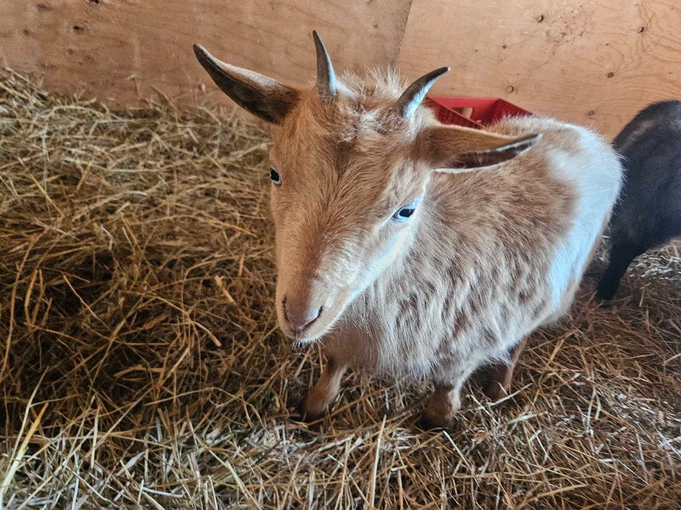 Nigerian dwarf kids | Livestock | Kawartha Lakes | Free local ...