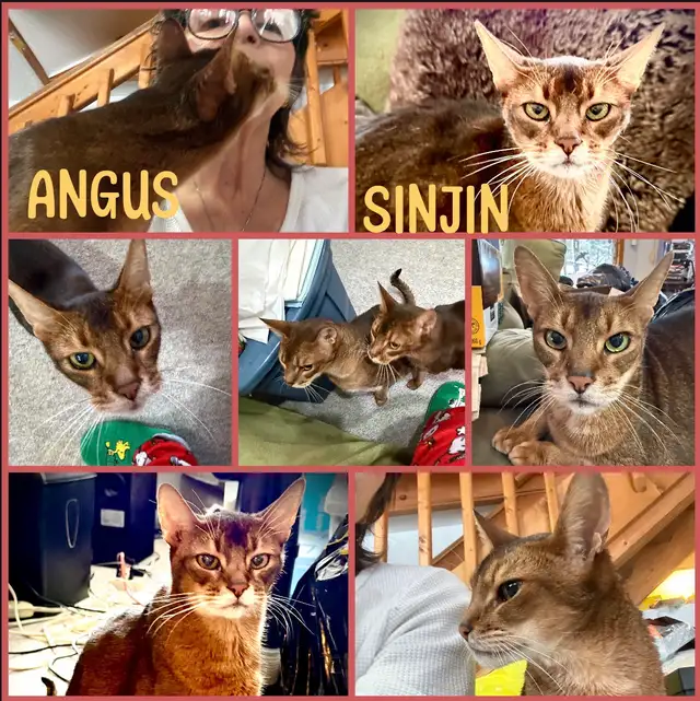 Abyssinian Twins, adult males neutered | Cats & Kittens for Rehoming ...
