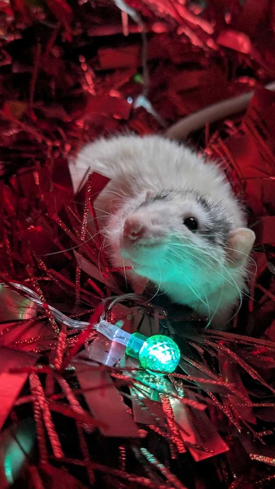 3 Friendly Male Rats | Small Animals for Rehoming | Saint John | Free ...