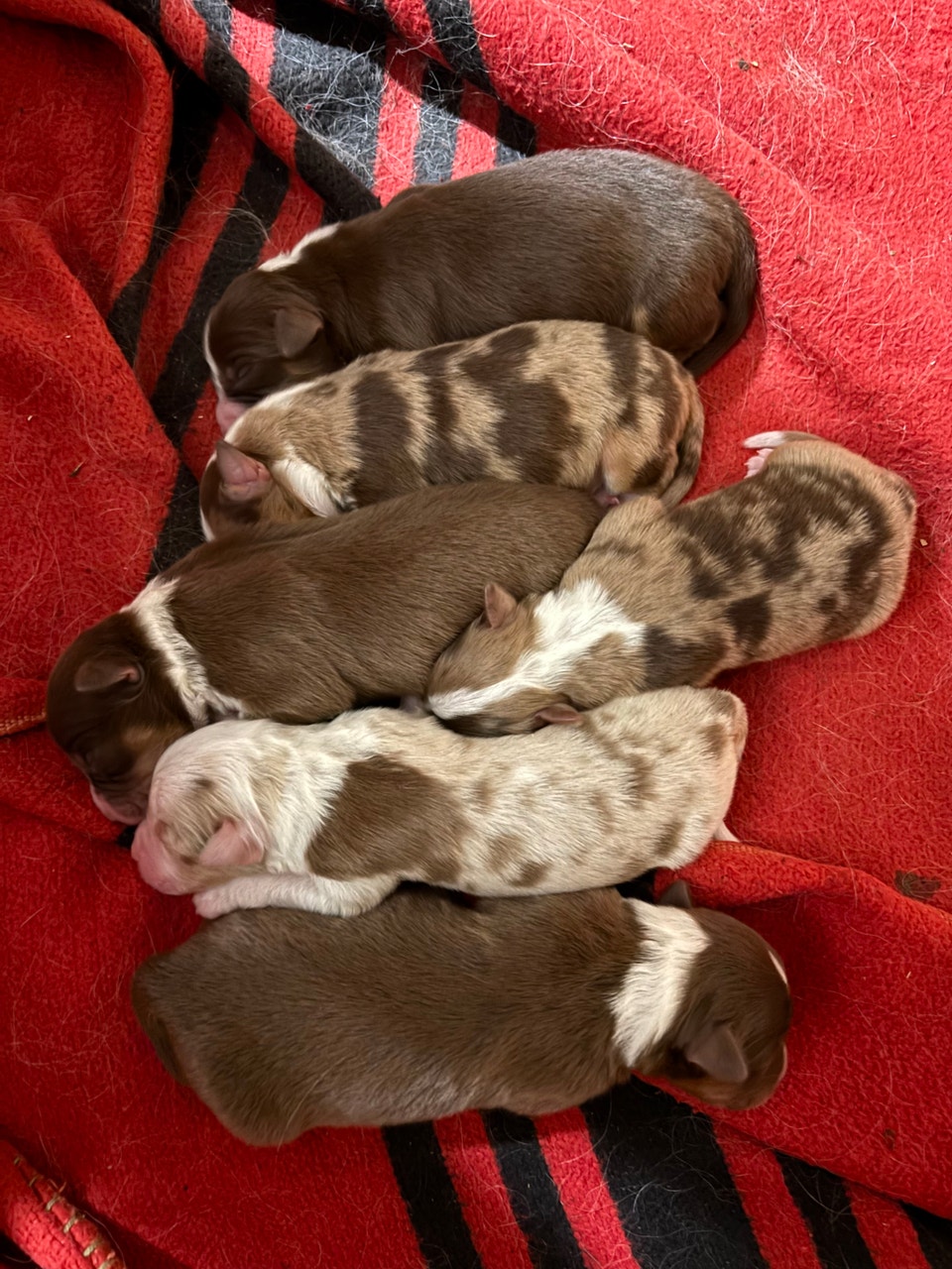 Australian Shepherd Puppies - Red Tris and Red Merles | Dogs & Puppies ...