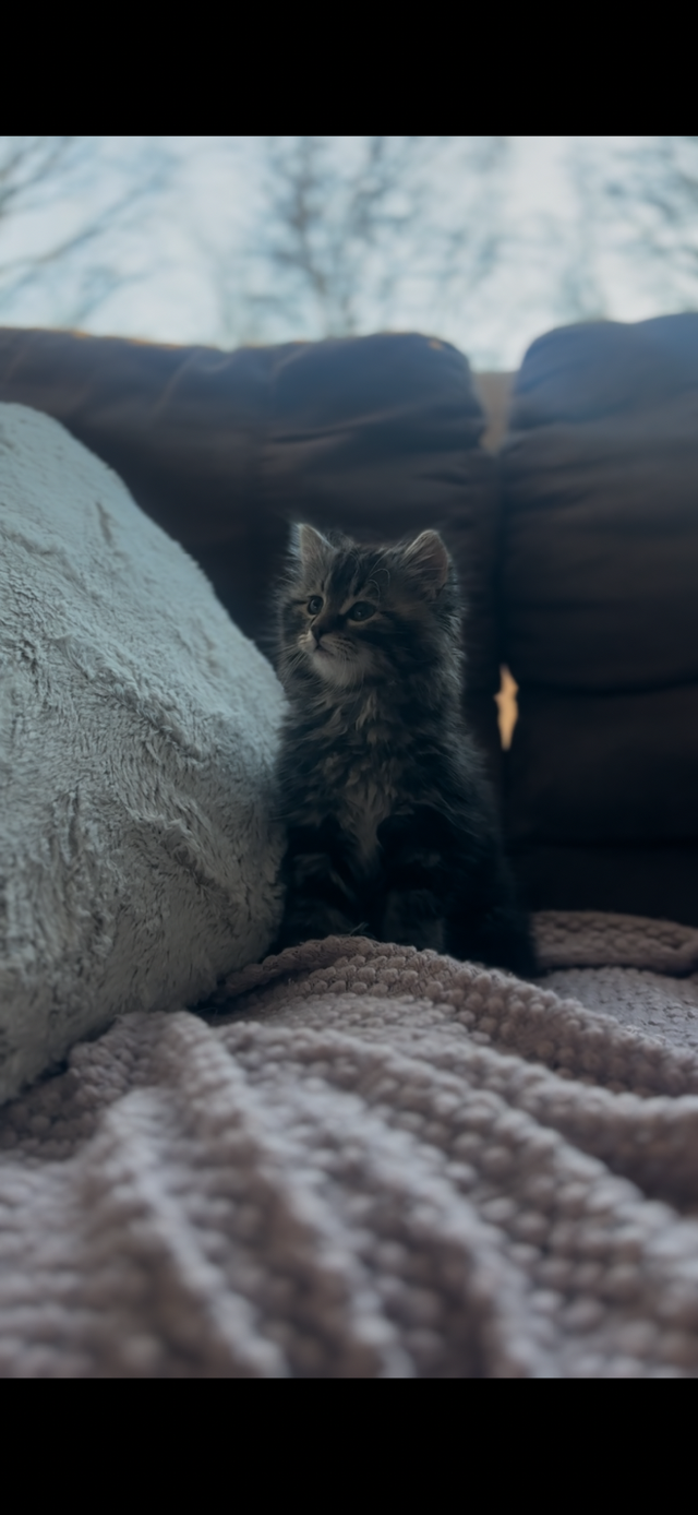 Siberian Kittens | Cats & Kittens for Rehoming | Ottawa | Free local ...